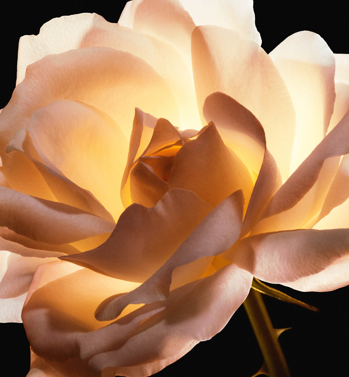 DIOR PRESTIGE LA CRÈME TEXTURE ESSENTIELLE | DIOR MA